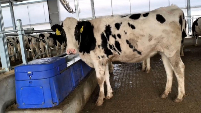 Cattle water troughs: how to choose and use them to improve cattle breeding