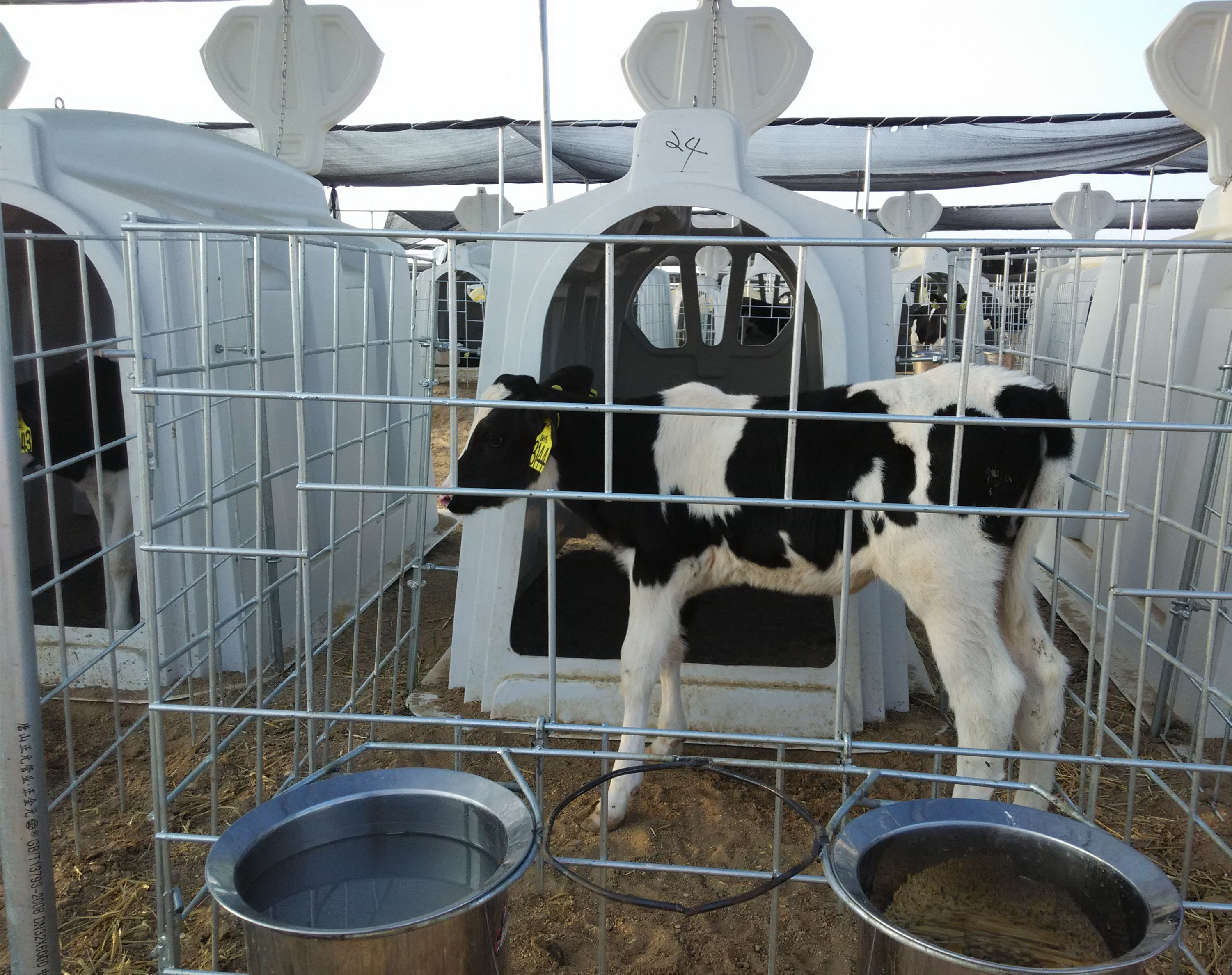 What harm does cold stress do to cows? What should be done to avoid it?