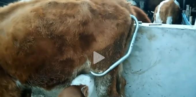 Anti Kicking Stick Cow Equipment For Cattle Stop Kicking Rods