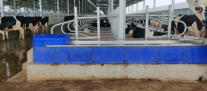 Cattle water troughs: how to choose and use them to improve cattle breeding